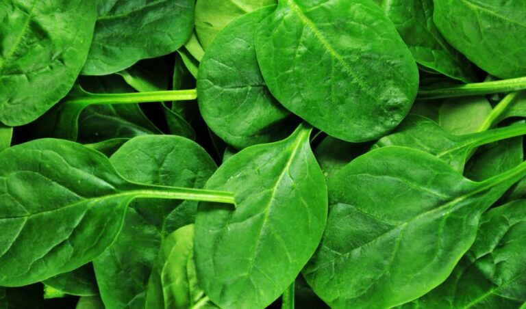 Best Asparagus Substitutes to Give You Same Taste ...